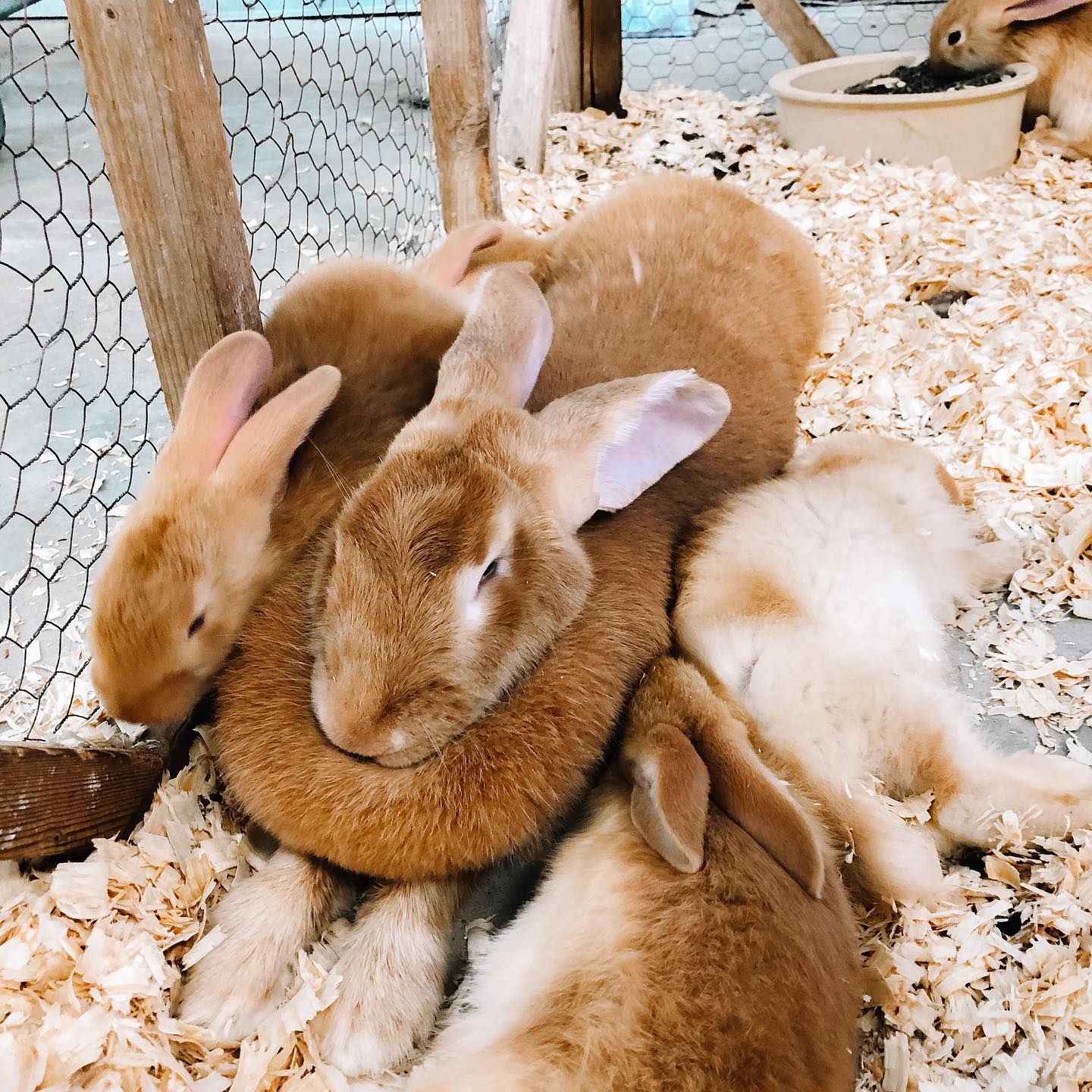 Smallstock | South Carolina State Fair