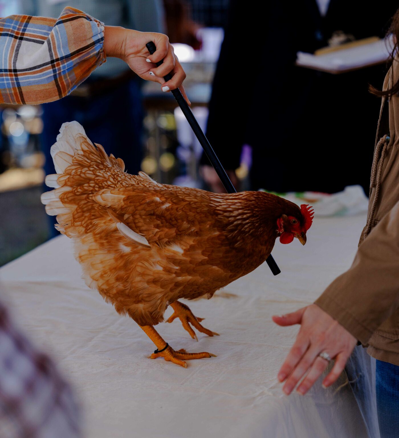 4-H Showmanship Contests | South Carolina State Fair